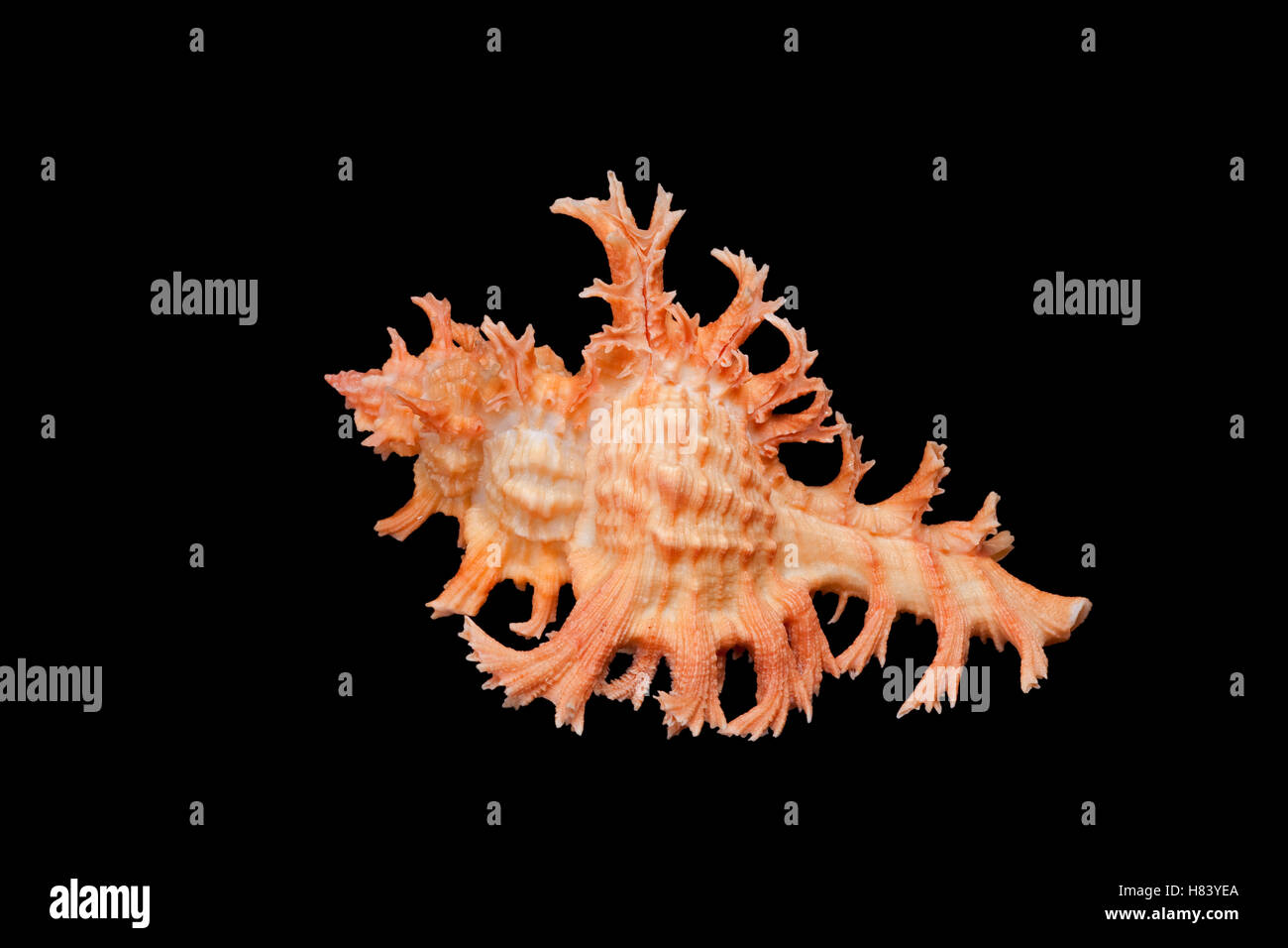 Murex Snail (Chicoreus spectrum) from Brazil, Meeresmuseum Ozeania ...