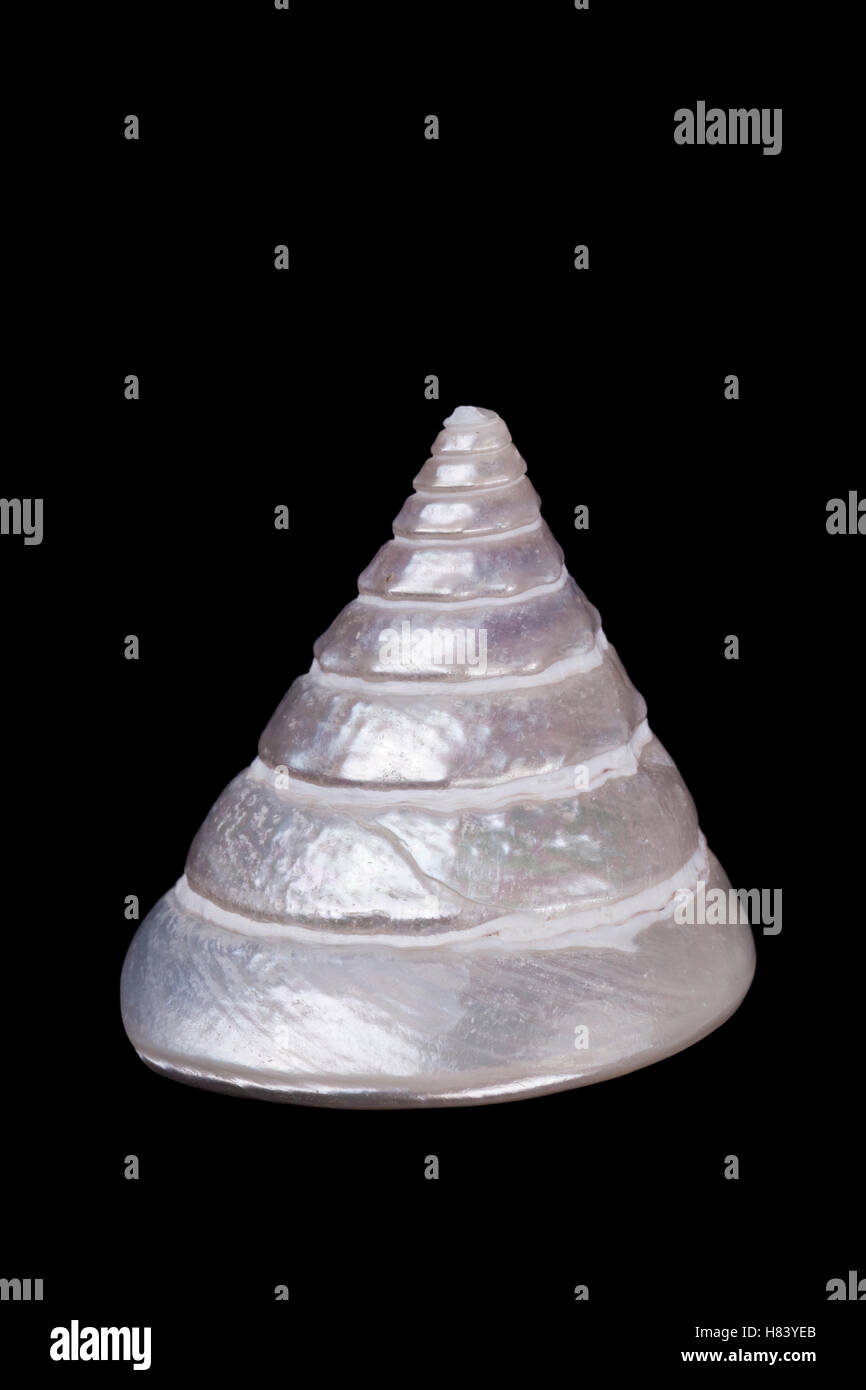 Cone Top Shell (Tectus conus) from Indo-Pacific, Meeresmuseum Ozeania ...