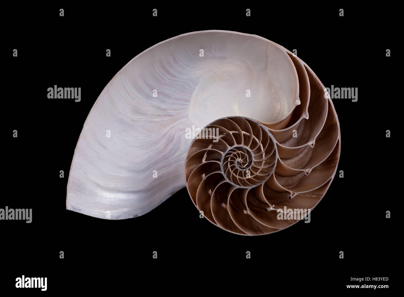 Cross section chambered nautilus shell hi-res stock photography and ...