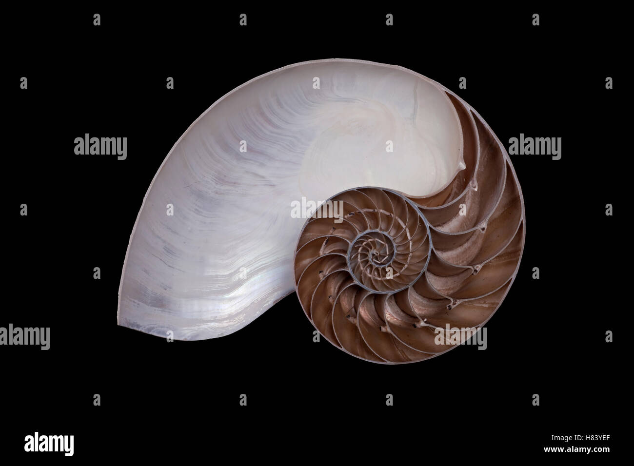 Cross section chambered nautilus shell hi-res stock photography and ...