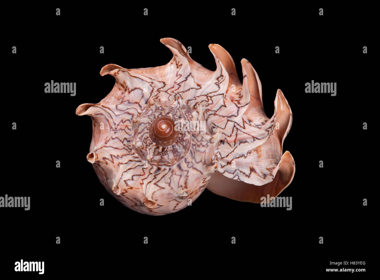 Volute Snail (Cymbiola imperialis), Meeresmuseum Ozeania, Riedenburg ...