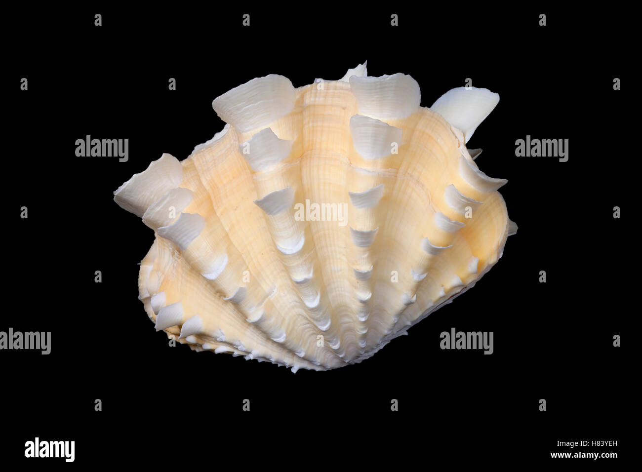 Fluted Giant Clam (Tridacna squamosa), Meeresmuseum Ozeania, Riedenburg ...