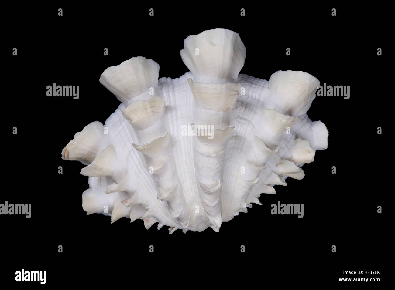 Fluted Giant Clam (Tridacna squamosa), Meeresmuseum Ozeania, Riedenburg ...