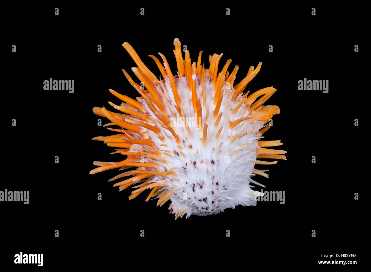 Thorny Oyster (Spondylus echinatus) from Thailand, Meeresmuseum Ozeania ...
