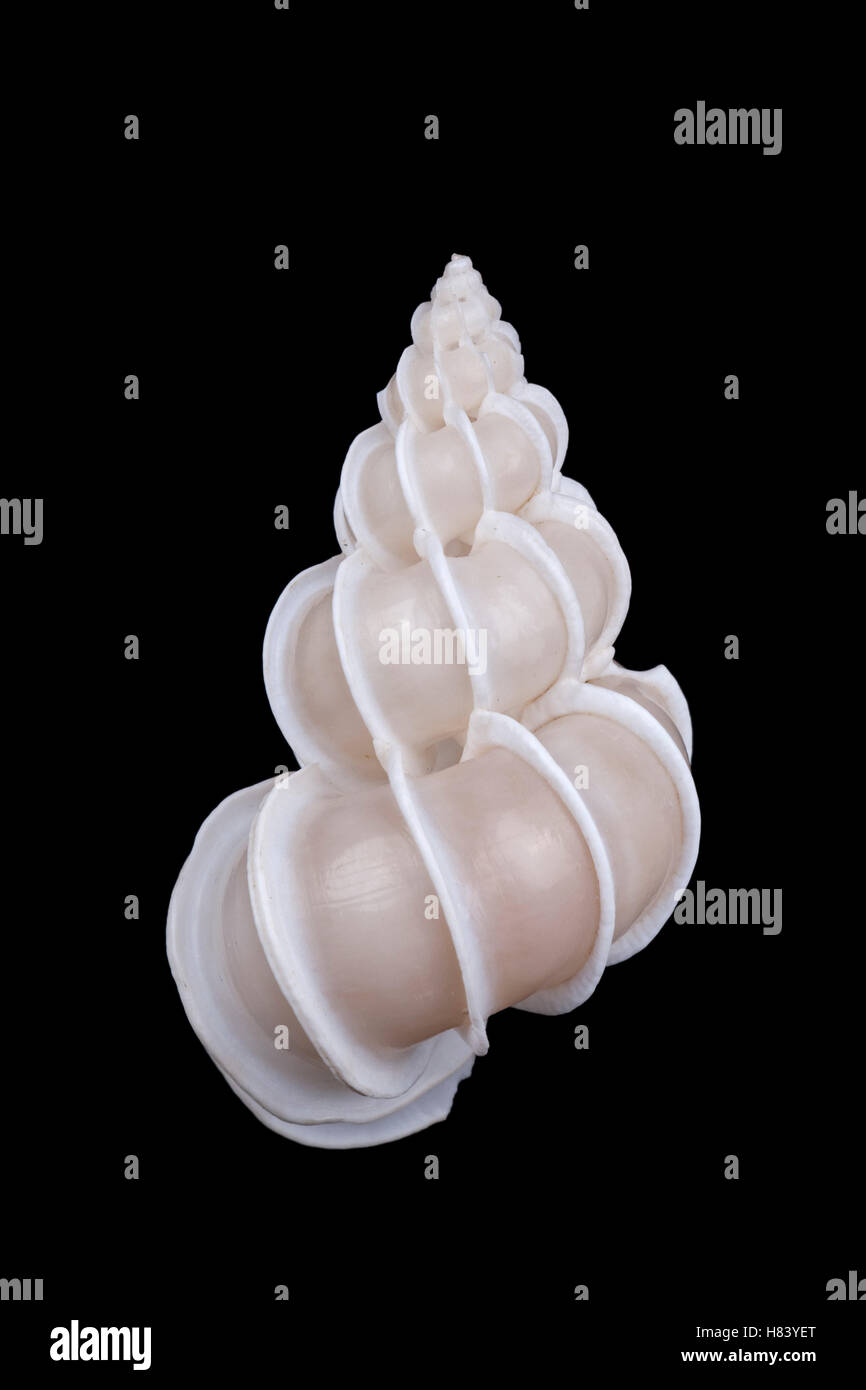 Precious Wentletrap (Epitonium scalare), Meeresmuseum Ozeania ...