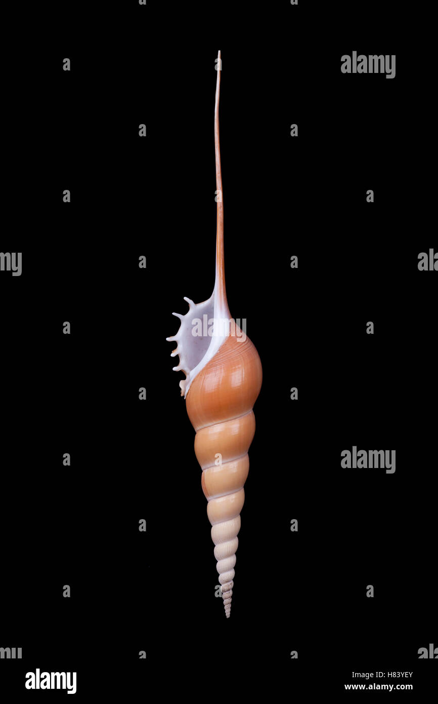 Shin Bone Tibia Shell (Tibia fusus), Meeresmuseum Ozeania, Riedenburg ...