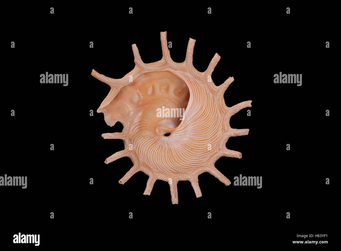 Sun Carrier Shell (Stellaria solaris) from Australia, Meeresmuseum ...