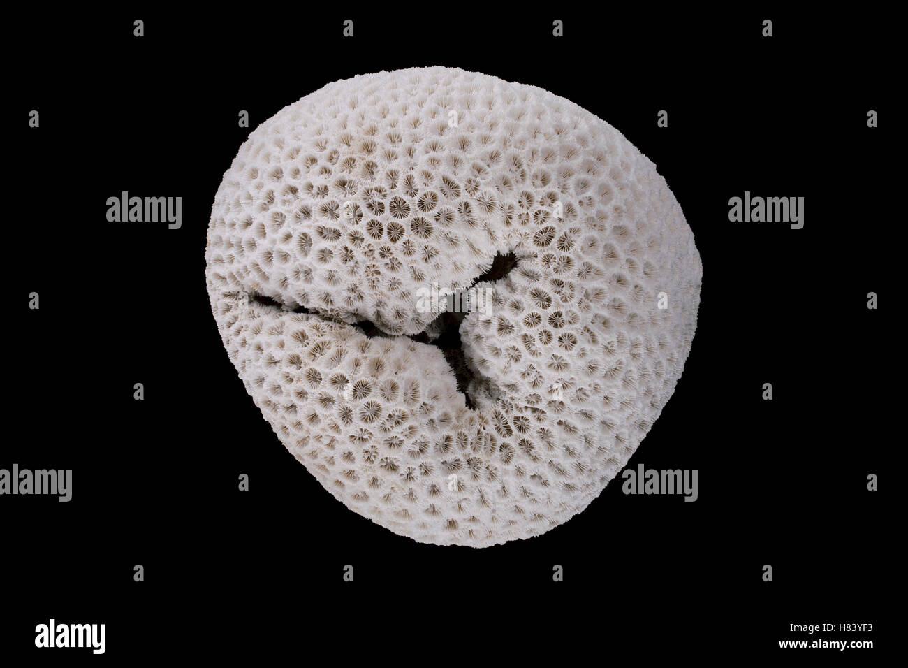 Knob Coral (Favia favus) from Red Sea, Meeresmuseum Ozeania, Riedenburg ...