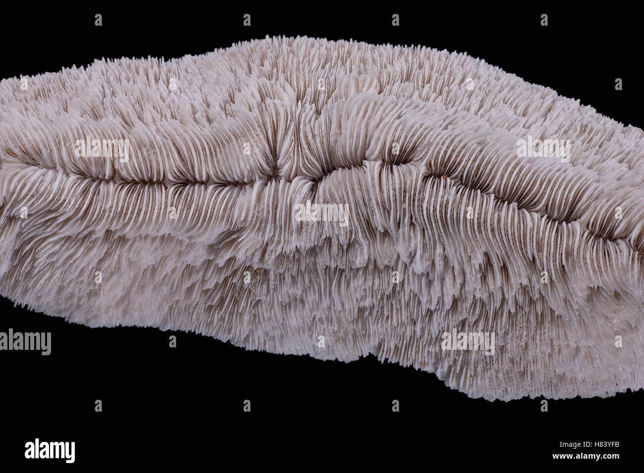 Mushroom Coral (Ctenactis echinata) from the Red Sea, Meeresmuseum ...