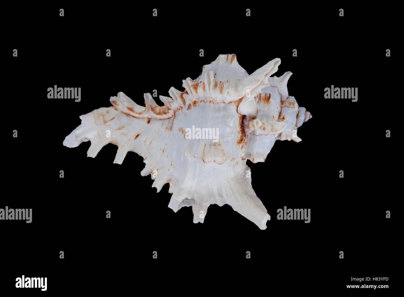 Ramose Murex (Chicoreus ramosus), Meeresmuseum Ozeania, Riedenburg ...