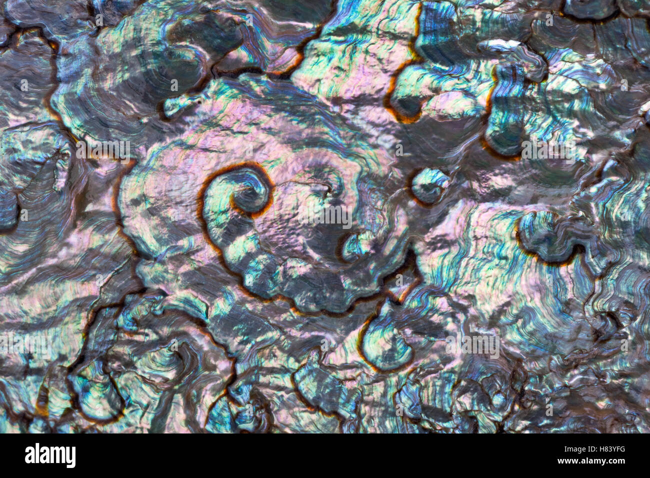 Green Abalone (Haliotis fulgens) shell interior from Baja California ...