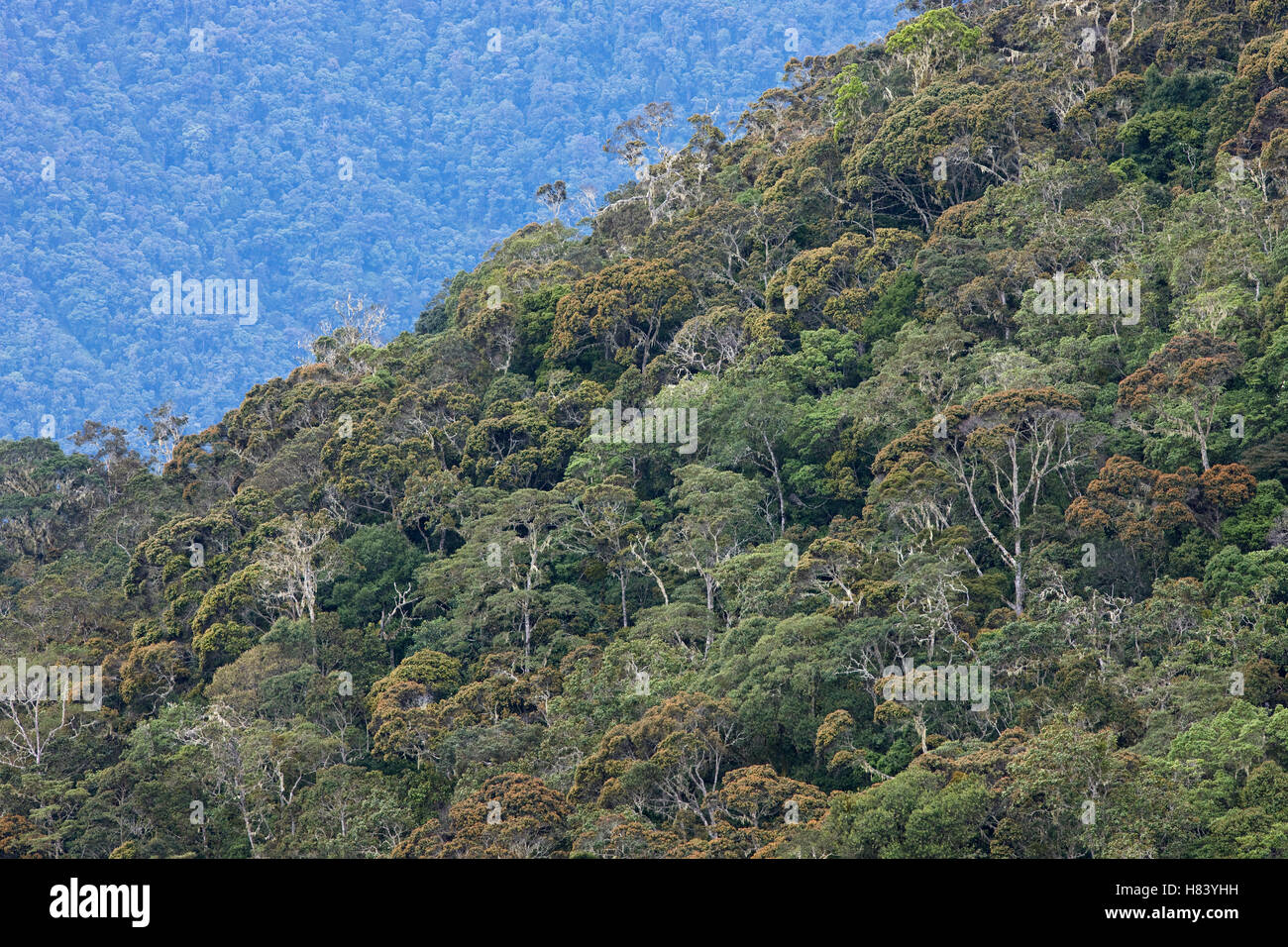 Primary rainforest, Arfak Mountains, Papua New Guinea, Indonesia Stock ...