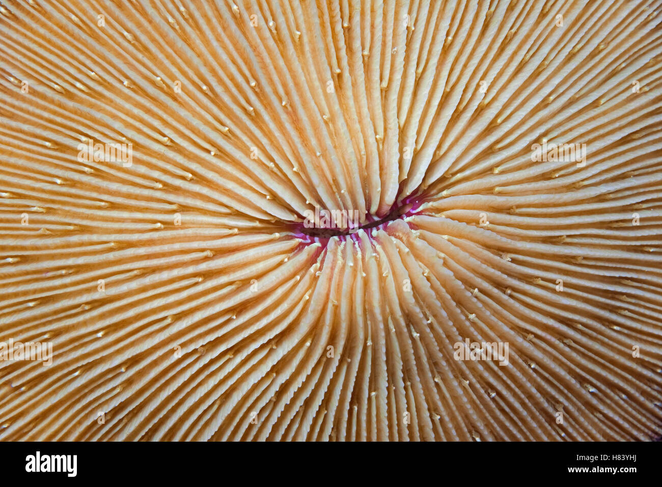 Mushroom Coral (Fungia sp) skeleton Stock Photo - Alamy