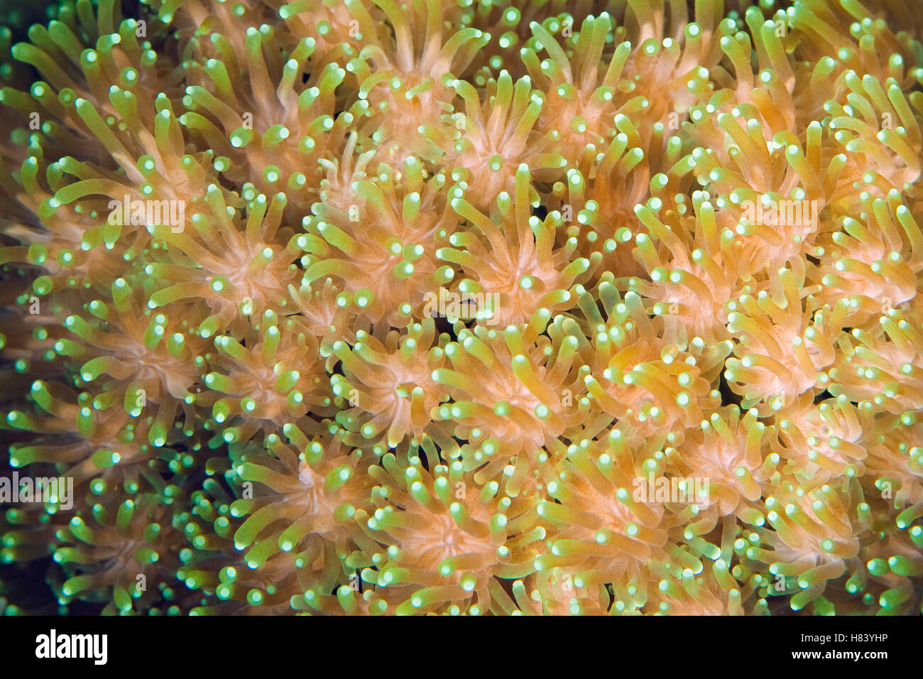 Coral (Galaxea sp) polyps Stock Photo - Alamy