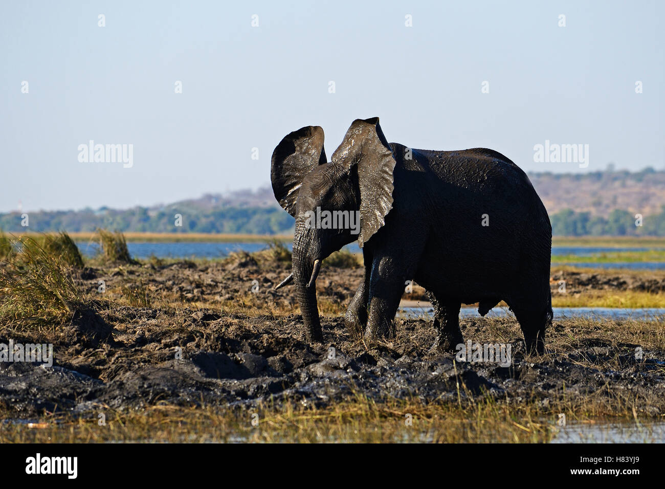 African Elephant (Loxodonta africana) male taking a mud bath near the ...