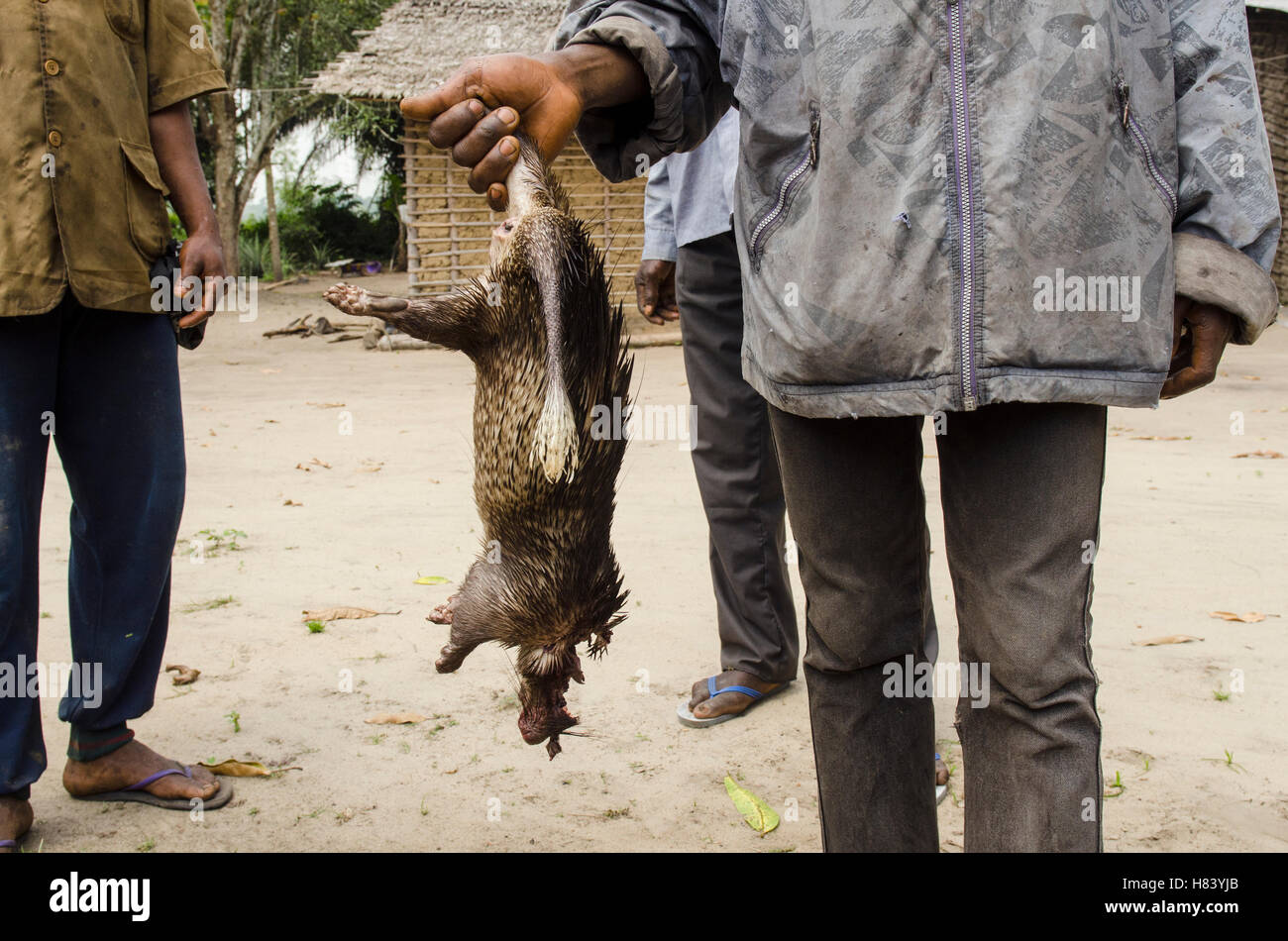 African Brush-tailed Porcupine (Atherurus africanus) being sold as ...