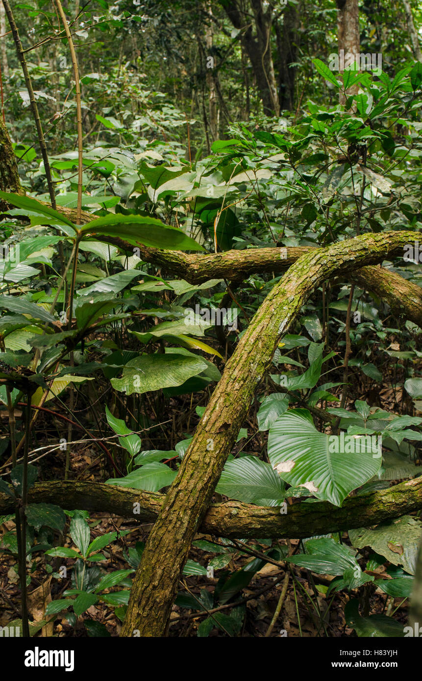 Woody vines through rainforest understory, Odzala-Kokoua National Park ...