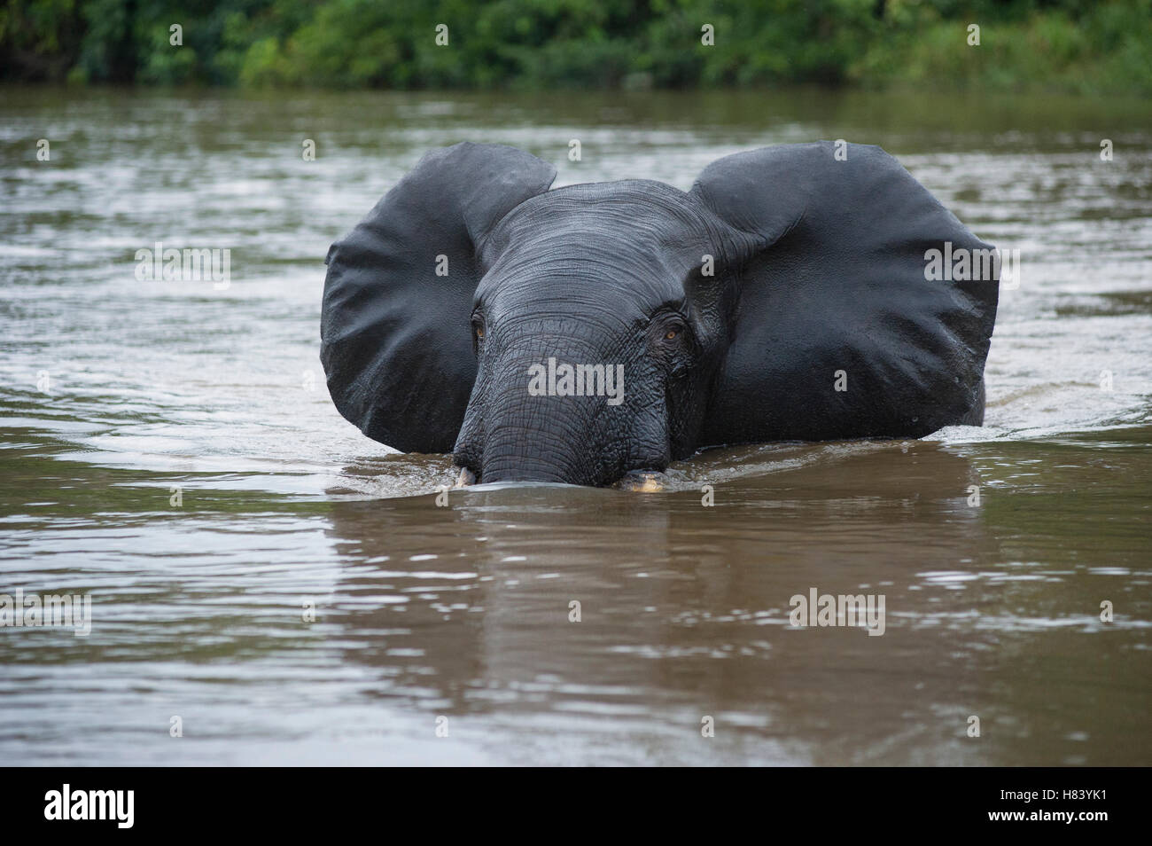 African Forest Elephant (Loxodonta africana cyclotis) crossing river ...