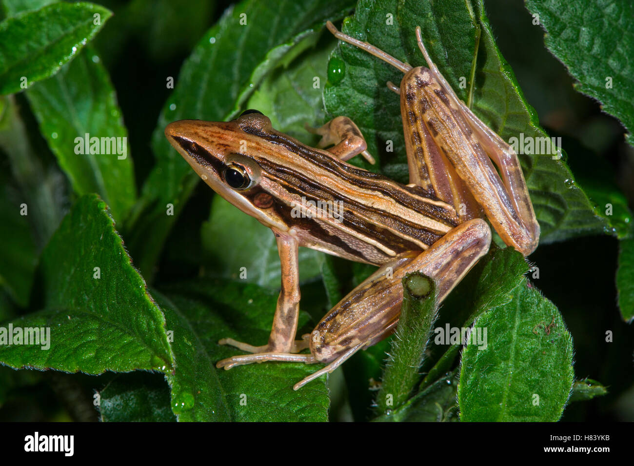 Grass frog, Odzala-Kokoua National Park, Republic of Congo Stock Photo ...