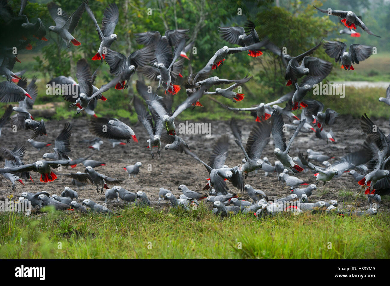 African Grey Parrot (Psittacus erithacus) flock taking flight from a ...