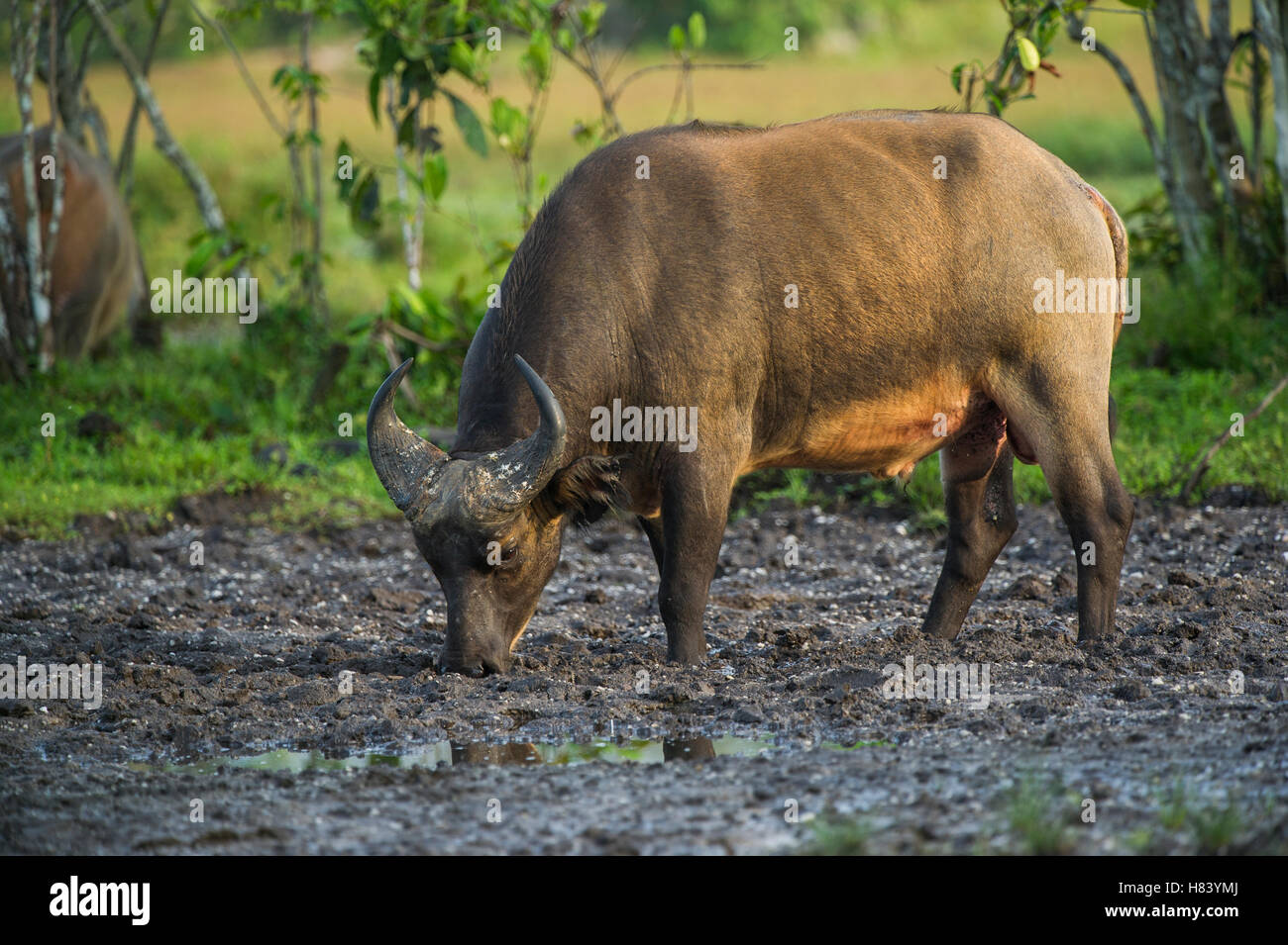 Congo buffalo hi-res stock photography and images - Alamy