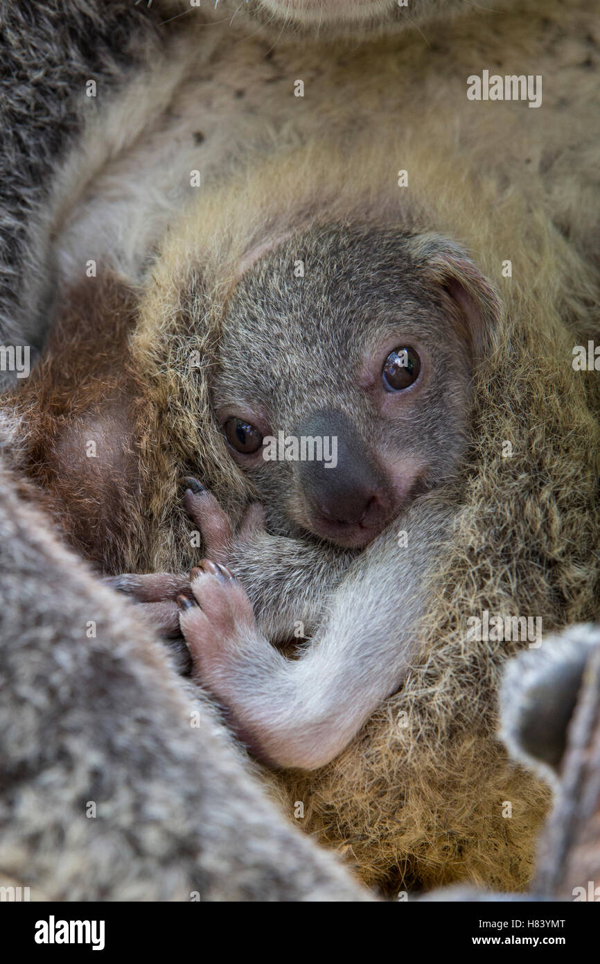 Koala (Phascolarctos cinereus) seven-month-old joey peeking out of mothers' pouch, Queensland ...