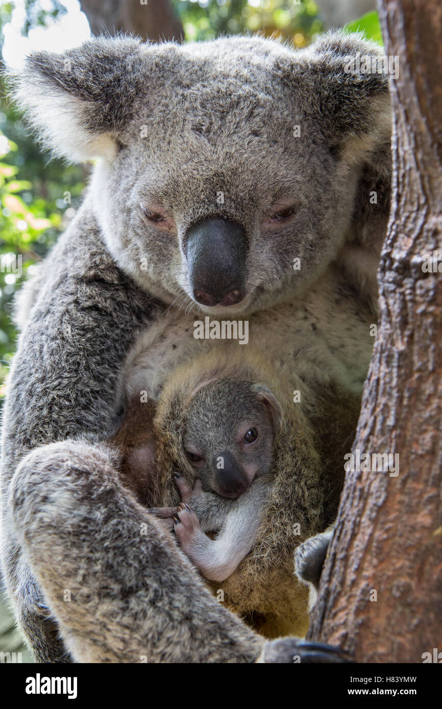Koala (Phascolarctos cinereus) seven-month-old joey peeking out of mother's pouch, Queensland ...