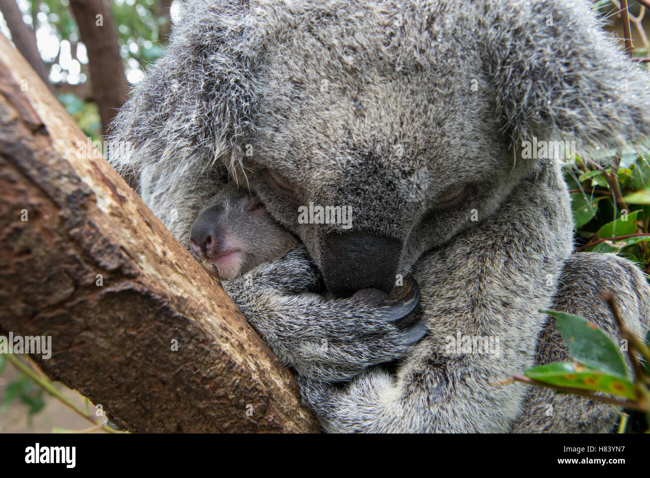 Koala (Phascolarctos cinereus) mother embracing seven-month-old joey ...