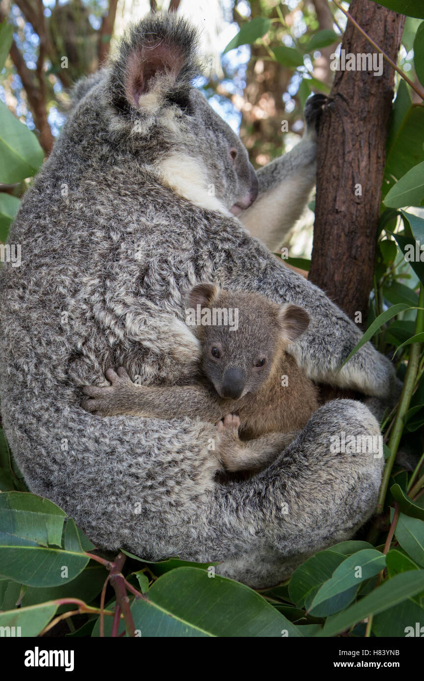 Koala (Phascolarctos cinereus) mother and seven-month-old joey, Queensland, Australia Stock ...