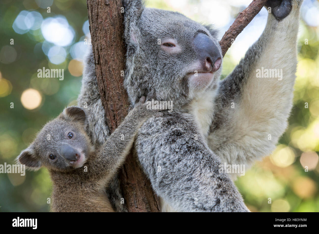Koala (Phascolarctos cinereus) mother and six-month-old joey ...