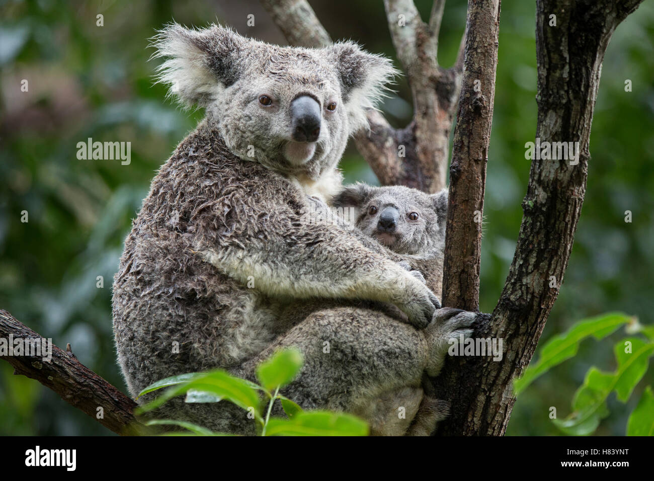 Koala (Phascolarctos cinereus) mother and ten-month-old joey, Queensland, Australia Stock Photo ...