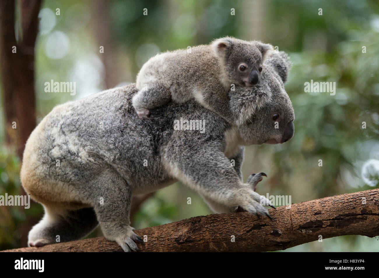 Koala (Phascolarctos cinereus) eight-month-old joey riding on mother's back, Queensland ...