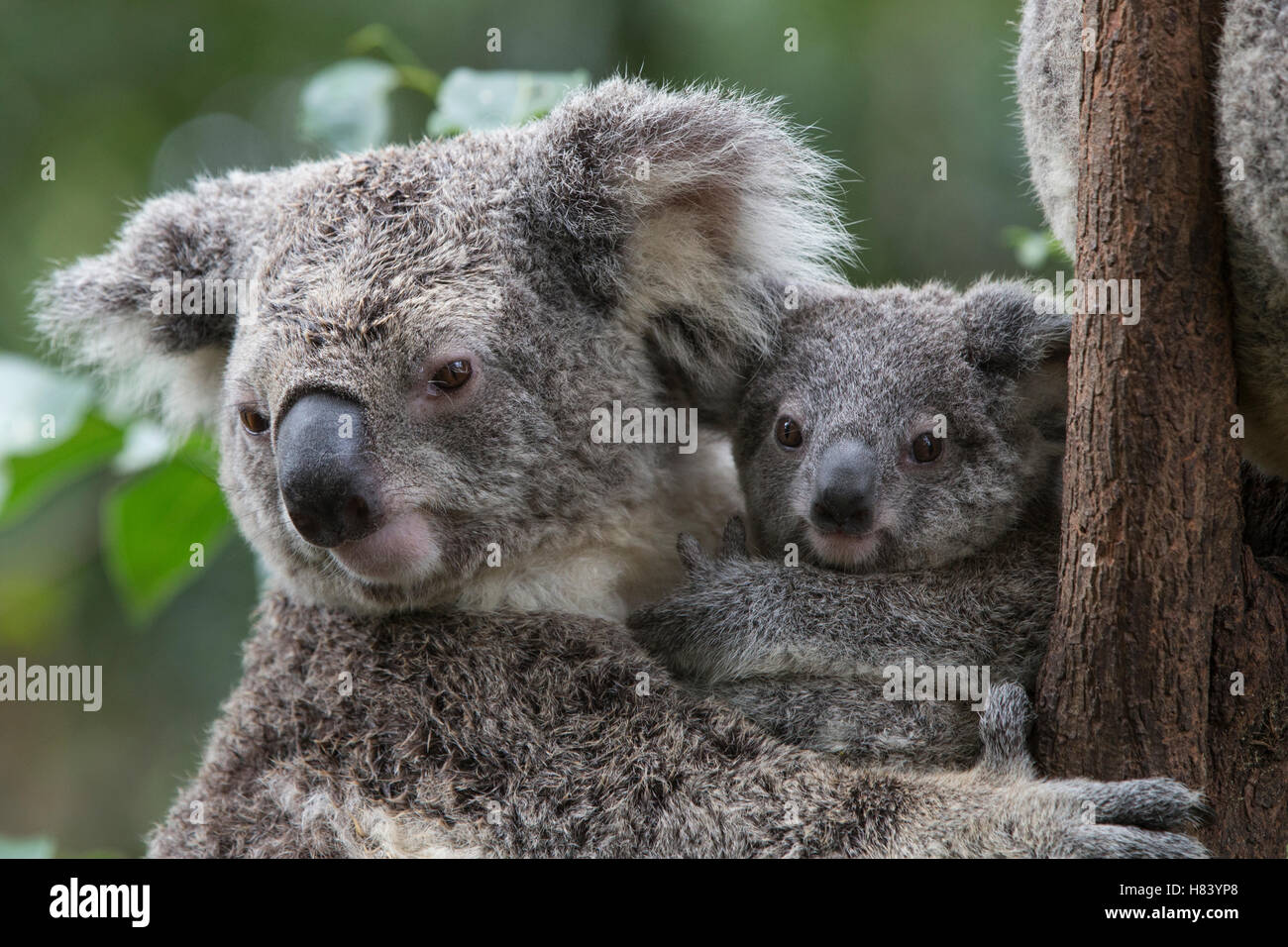 Koala (Phascolarctos cinereus) mother and ten-month-old joey ...