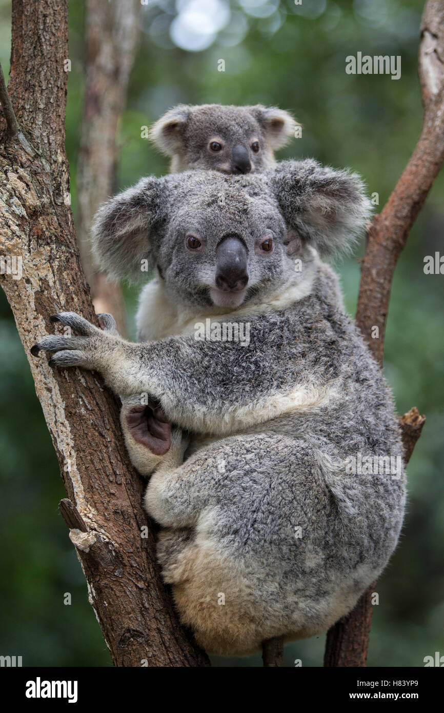Koala (Phascolarctos cinereus) mother and eight-month-old joey ...