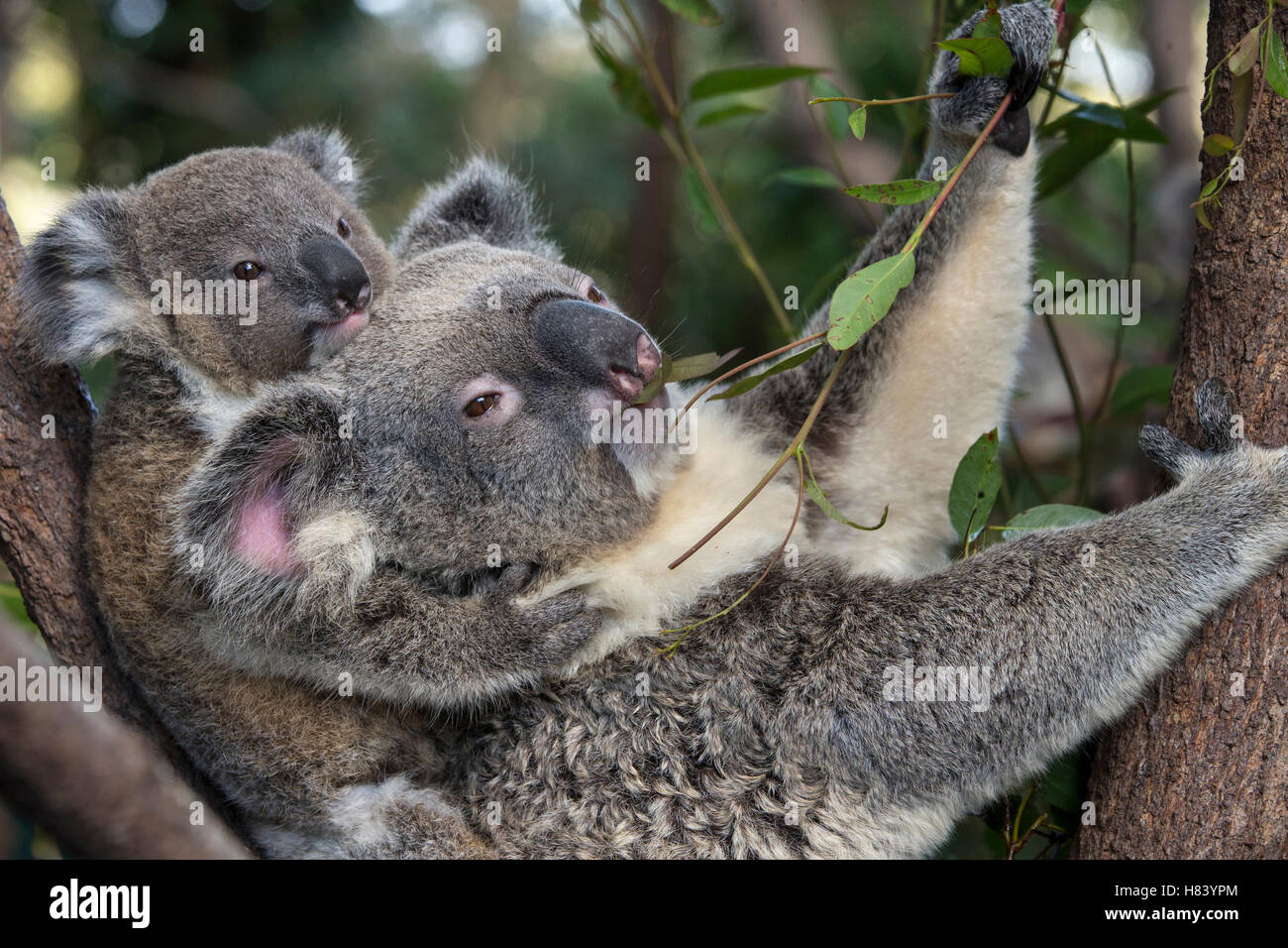 Koala (Phascolarctos cinereus) mother and ten-month-old joey, Queensland, Australia Stock Photo ...