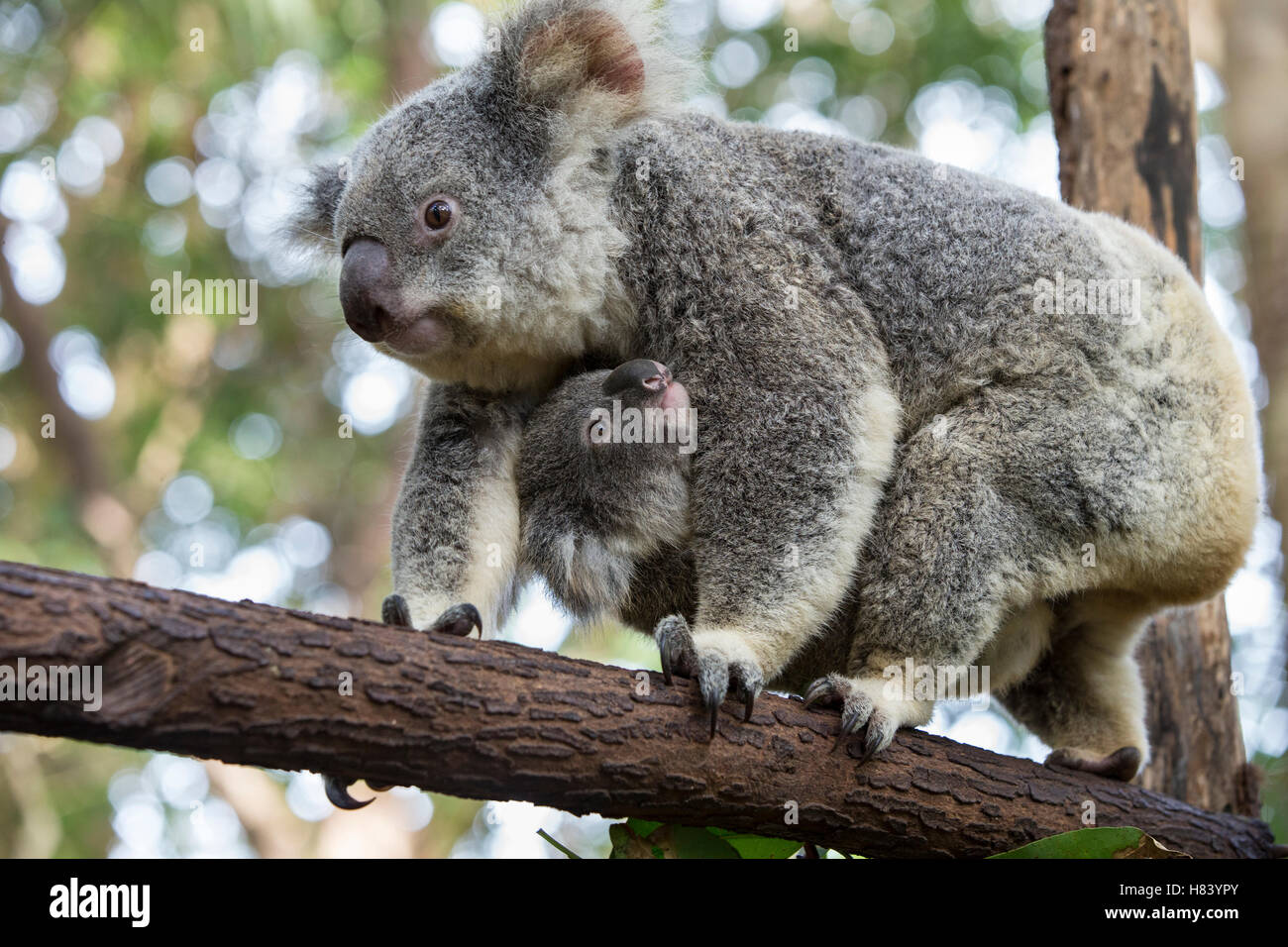 Koala (Phascolarctos cinereus) mother and ten-month-old joey, Queensland, Australia Stock Photo ...