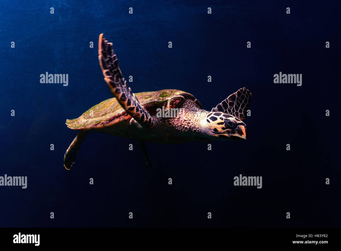 Underwater swimming tropical Green Sea Turtle Stock Photo - Alamy