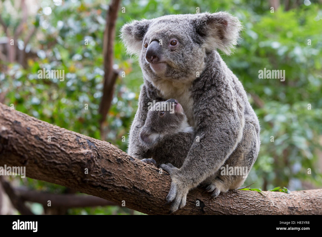 Koala (Phascolarctos cinereus) mother and eight-month-old joey ...