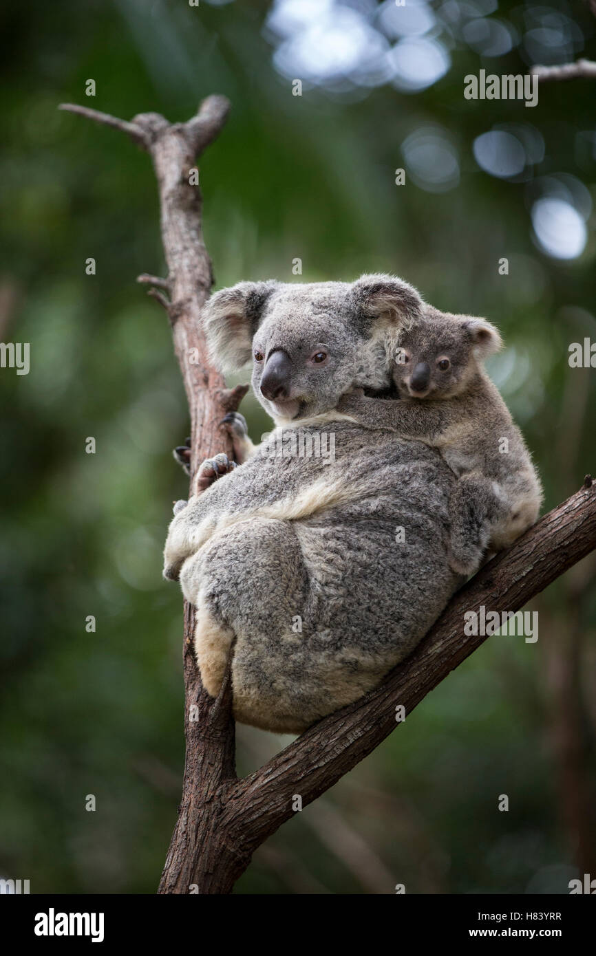 Koala (Phascolarctos cinereus) mother and eight-month-old joey , Queensland, Australia Stock ...