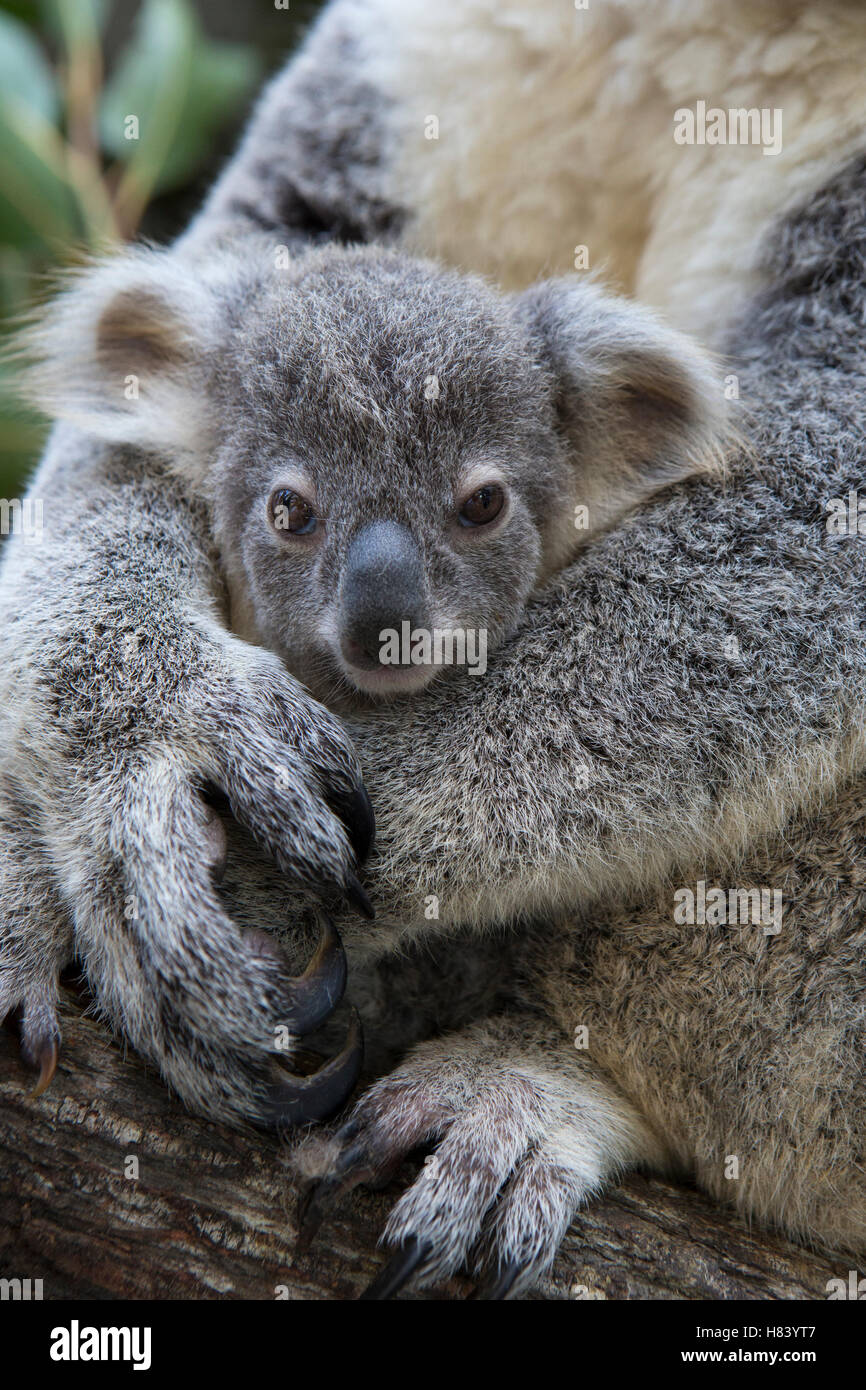 Koala (Phascolarctos cinereus) eight-month-old joey in mother's arms ...