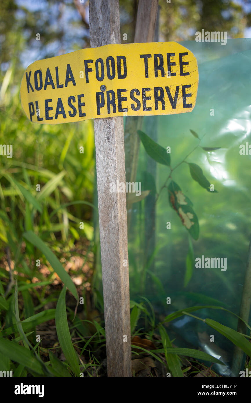 Koala (Phascolarctos cinereus) sign for tree-planting project, New ...
