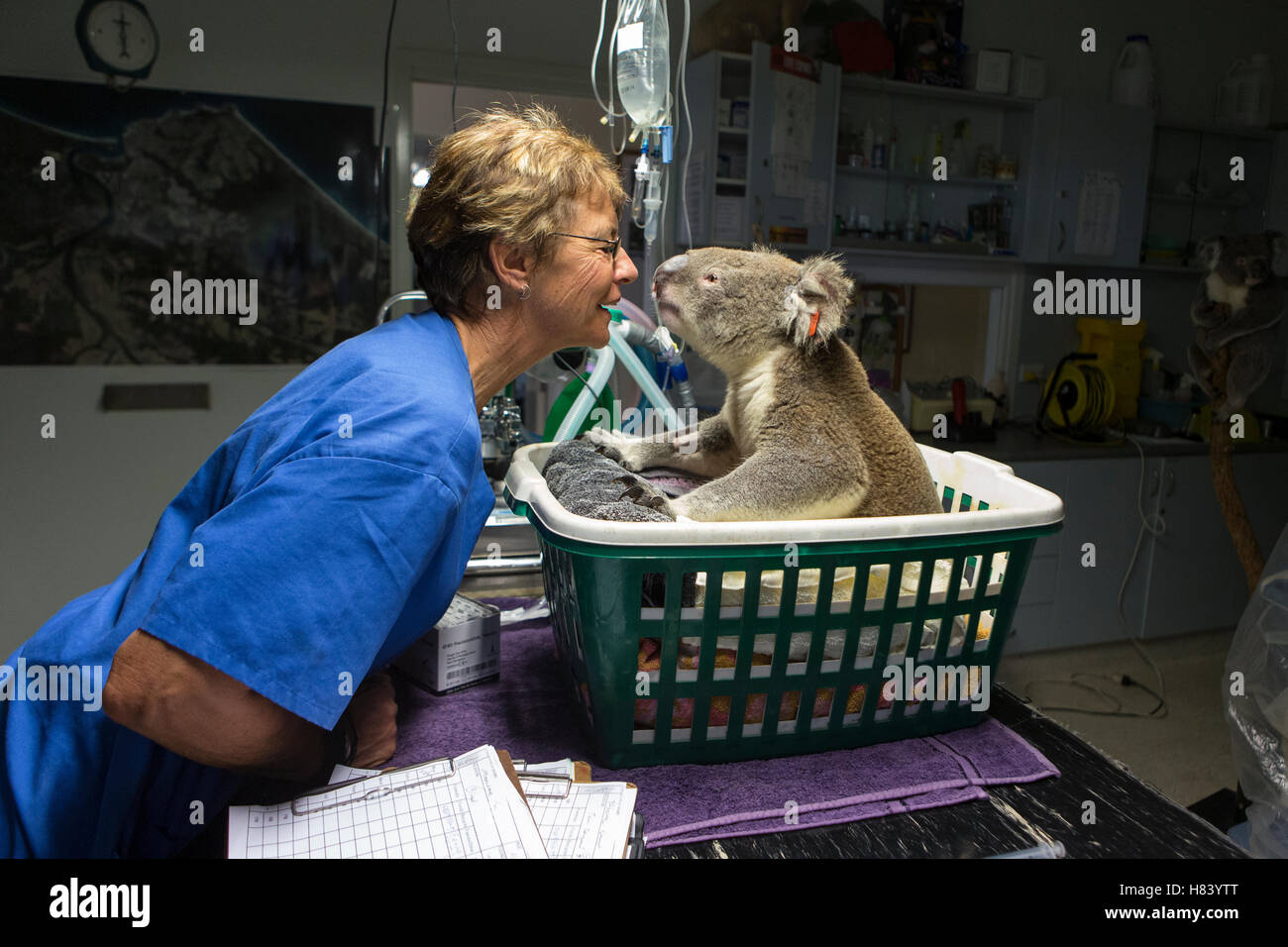 Koala (Phascolarctos cinereus) male named Buster with knee infection ...