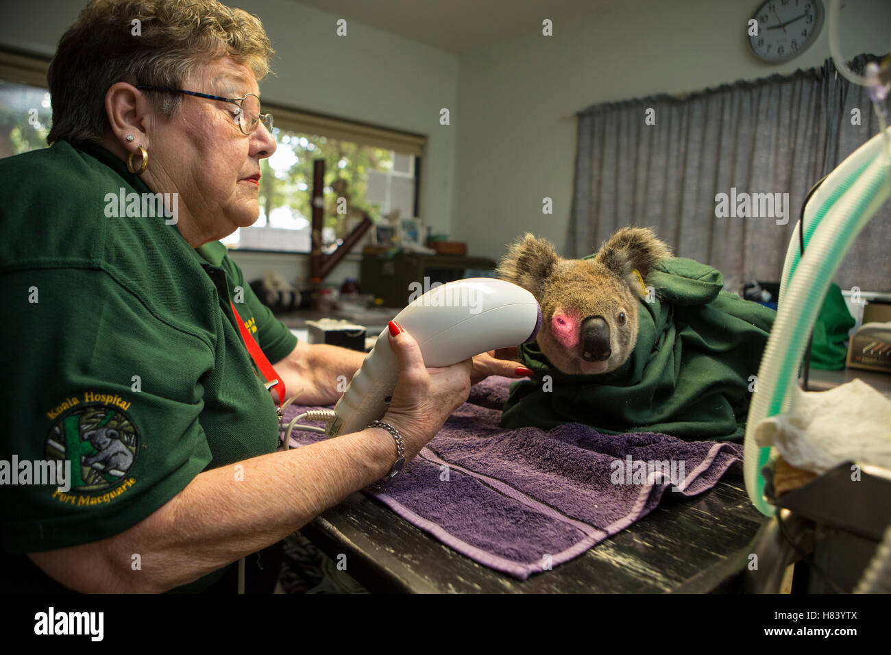 Koala (Phascolarctos cinereus) sick with chlamydia being treated, Koala ...