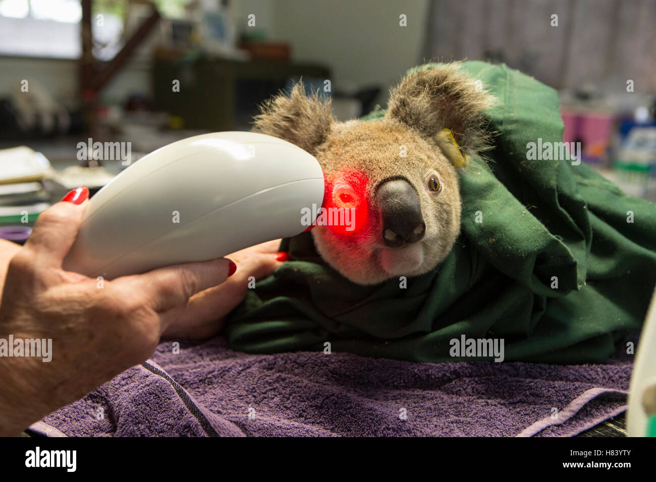 Koala (Phascolarctos cinereus) sick with chlamydia being treated, Koala ...