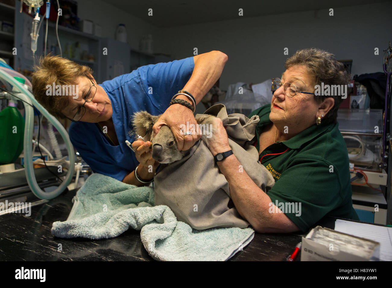 Koala (Phascolarctos cinereus) with chlamydia being treated by hospital ...