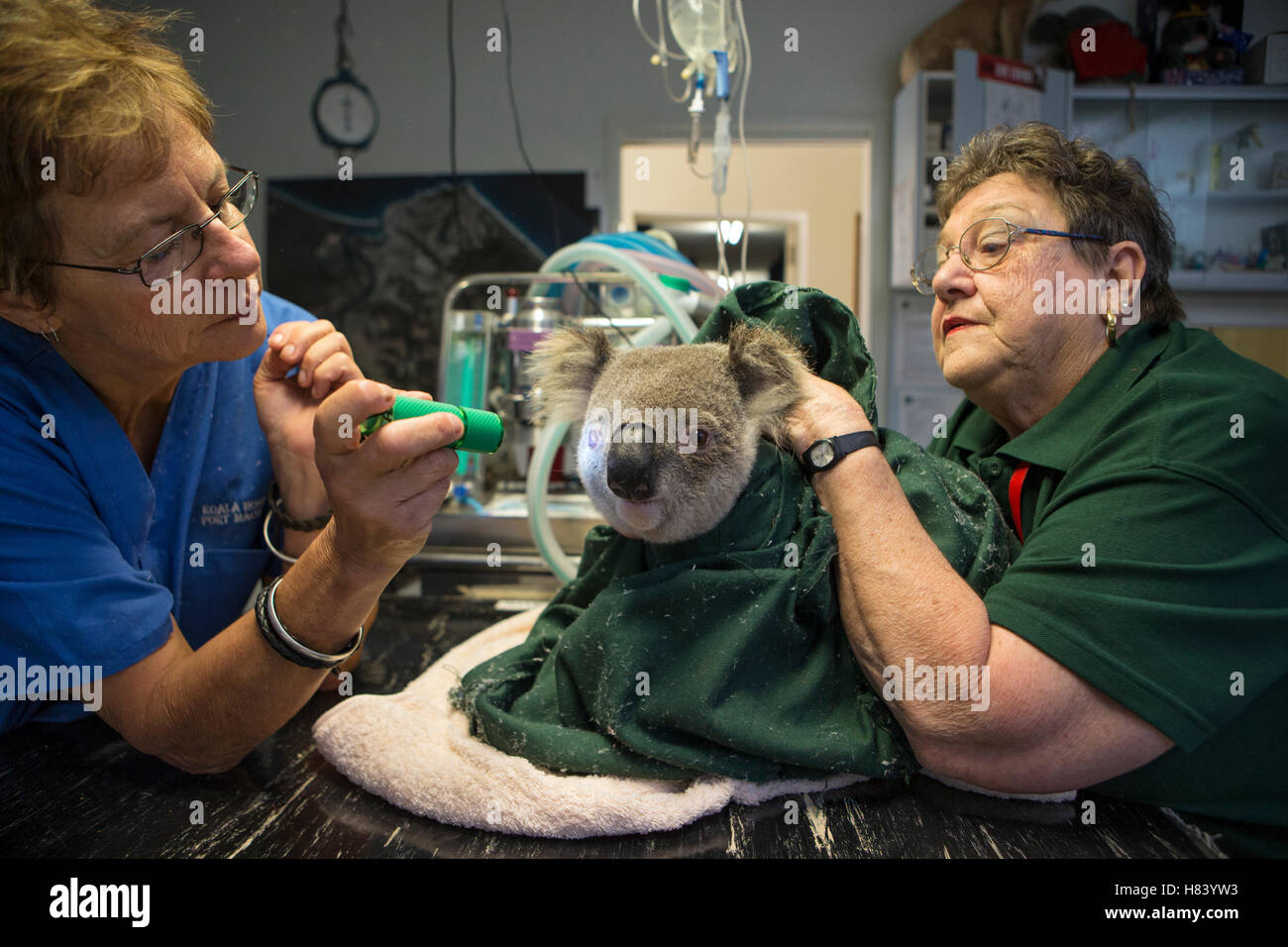 Koala (Phascolarctos cinereus) with chlamydia being treated by hospital ...