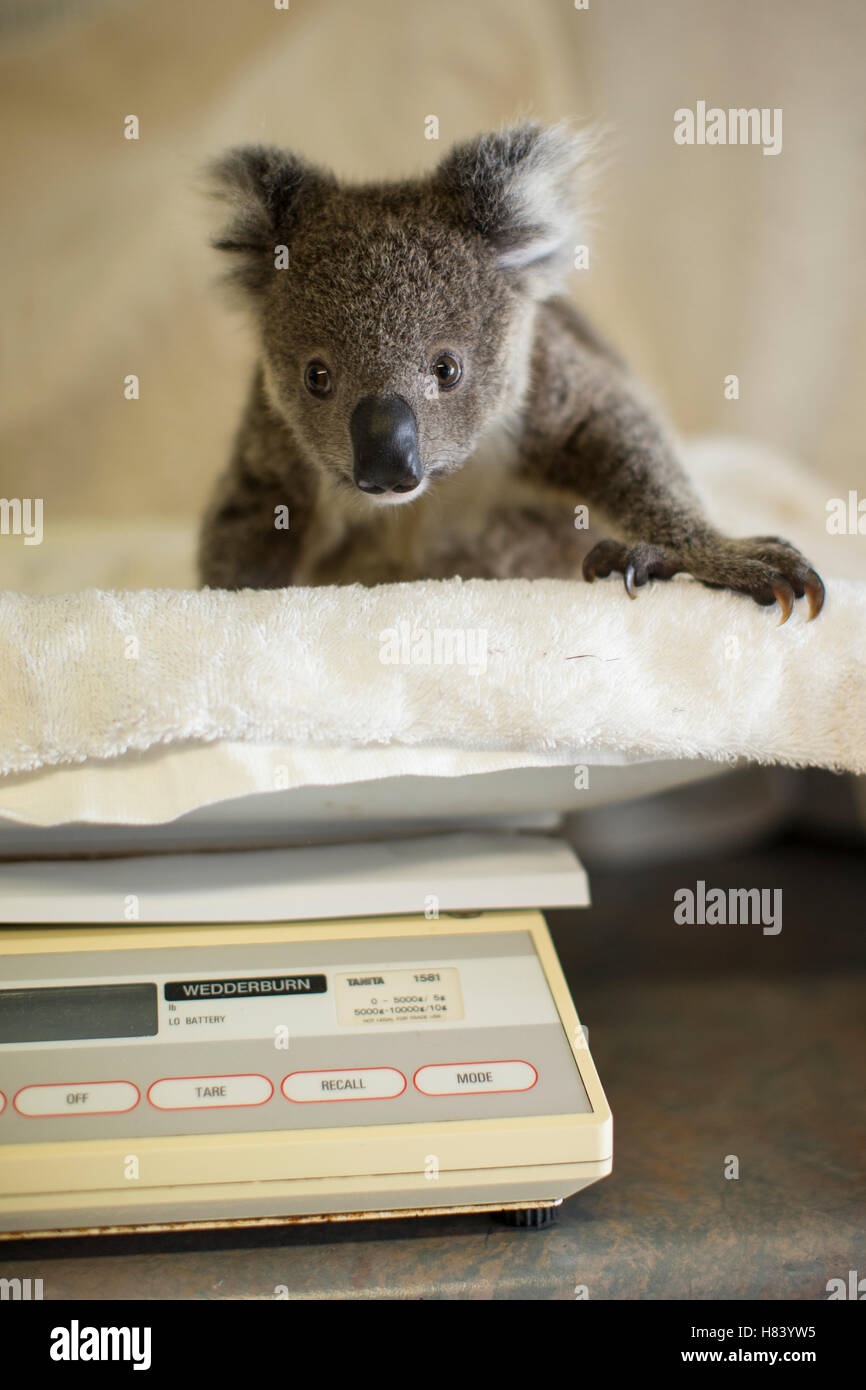 Koala (Phascolarctos cinereus) orphaned joey named Neil being weighed ...