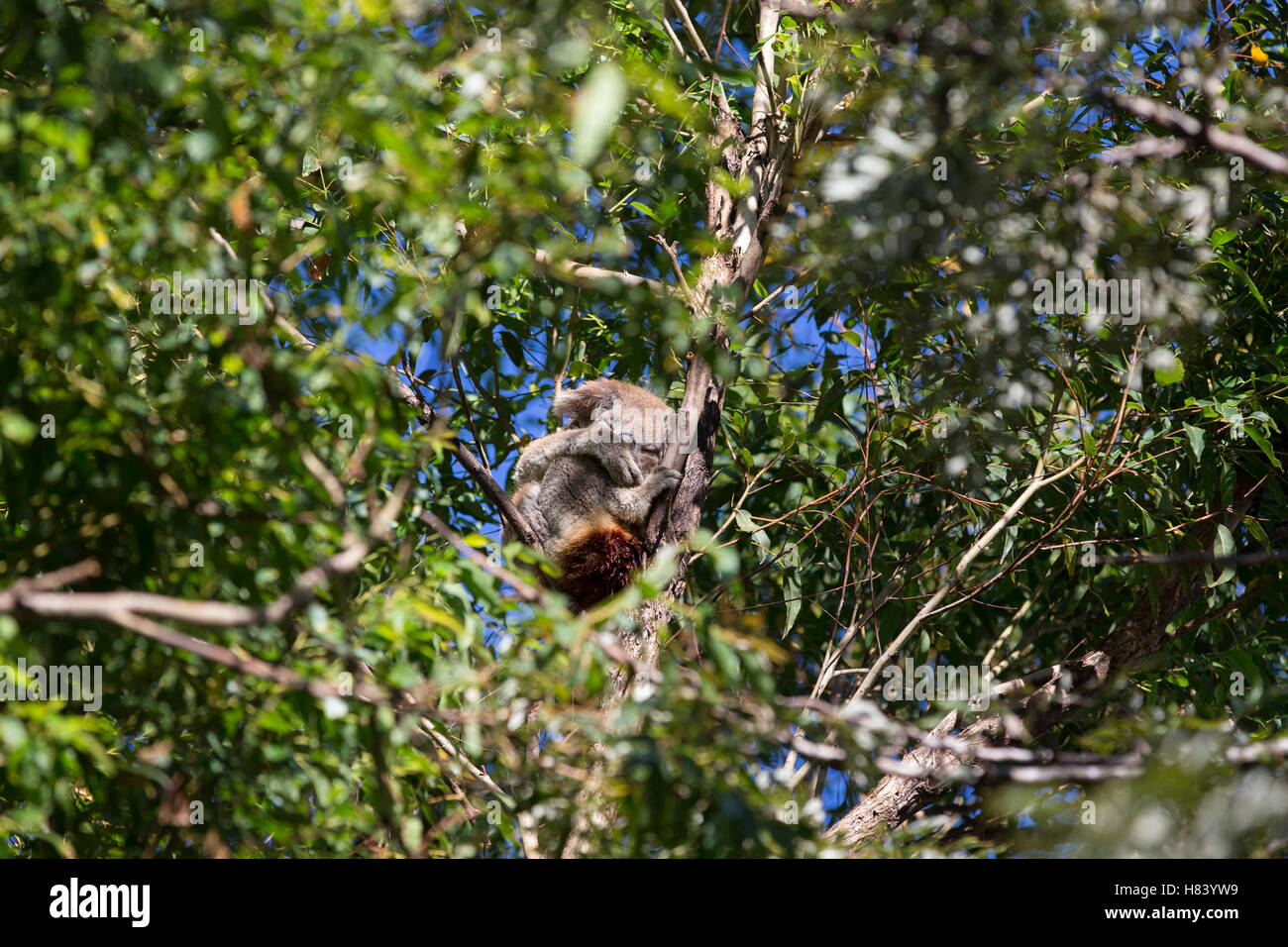 Koala (Phascolarctos cinereus) female with chlamydia in tree, Port ...