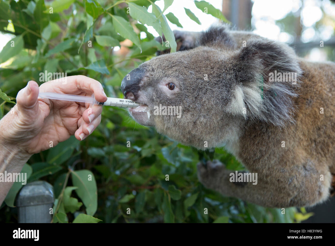 Koala (Phascolarctos cinereus) female named Sue sick with chlamydia ...
