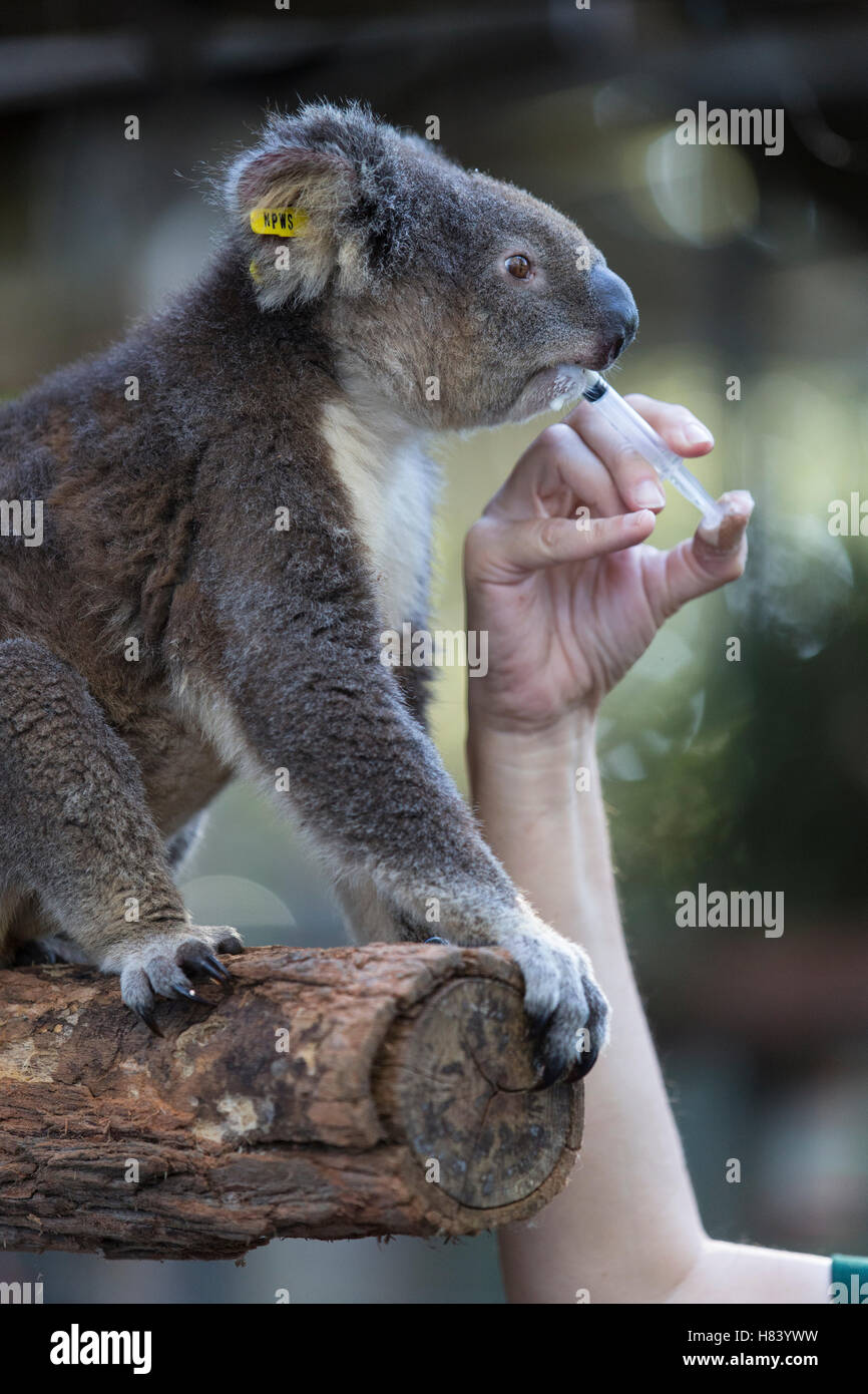 Koala (Phascolarctos cinereus) female named Sue sick with chlamydia ...